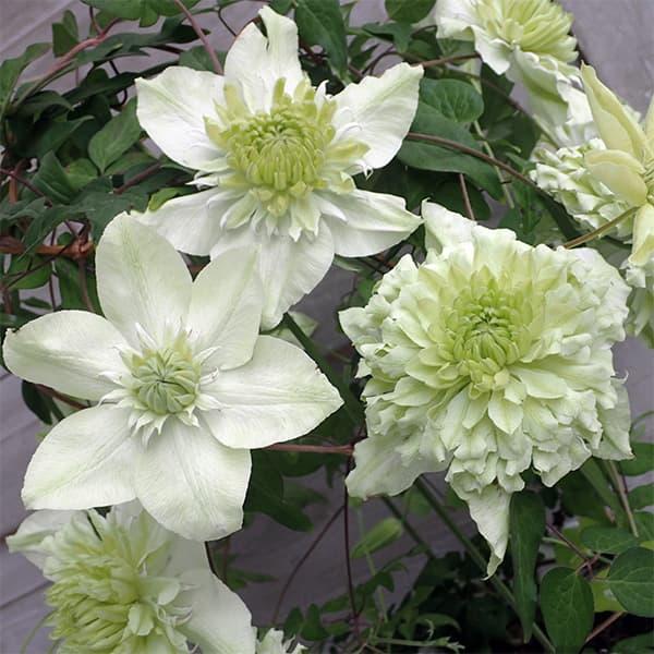 しろまんえ（白万重）の名のとおり、万重咲きともいわれるほど幾重にも花びらを重ねる八重咲き種です。前年の古い枝にも花を付ける新旧の両枝咲きです。この品種は雄しべが弁化した、テッセンの枝変わりです。咲き始めは薄い黄緑色で、開花すると白くなります...