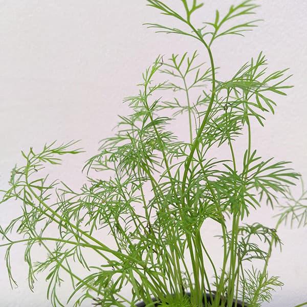 古くから料理用に栽培されているディル。繊細な切れ込みが入る生葉はピクルスや魚・卵・じゃがいも料理と非常に良く合い、料理のデコレーションに使ってもきれいです。種子はスパイスとして、欠かせないハーブです。全草に鎮静作用があると言われ、ハーブとし...