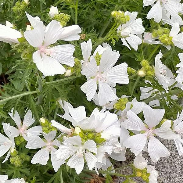 ムスクマロウはヨーロッパ中南部、北アフリカ原産の宿根草。ジャコウアオイとも呼ばれ、草丈は60cmほどになり、深い切れ込みのある葉はほんのりジャコウの香りがします。コモンマロウと同じように、若葉はサラダ、花はお茶やエディブルフラワーとしてハー...