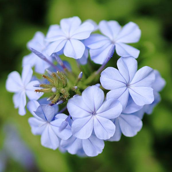 プルンバーゴは南アフリカ原産の半つる性花木ですが、熱帯の花とは思えないほど優美で繊細な花を咲かせる植物です。初夏から秋にかけて、細くしなる茎の先に涼しげなフロックスに似た花を穂状に、繰り返したくさん咲かせます。株は横に伸び広がり、鉢植えや花...
