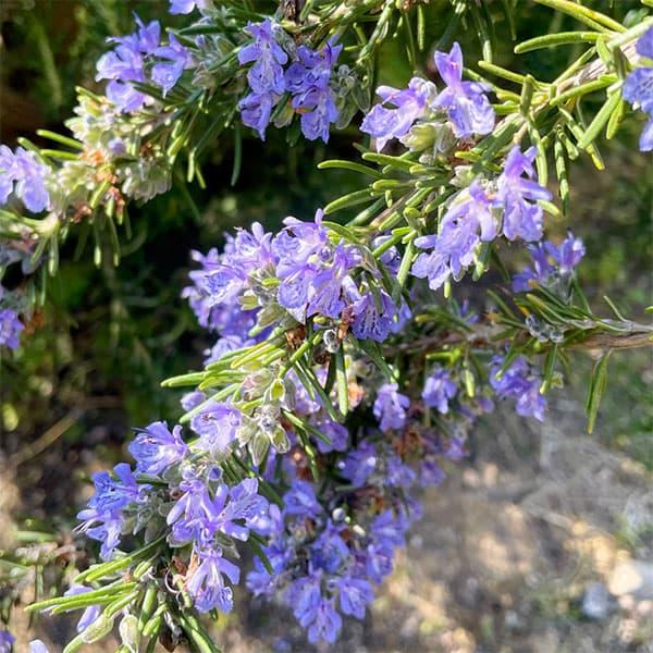 立性ローズマリーの中でも最も強健でおすすめの品種です。濃いブルーの花が咲き、料理・園芸・手工芸の全てに向いています。半耐寒性（―15度まで）です。※詳しい商品説明は下のほうに記載があります