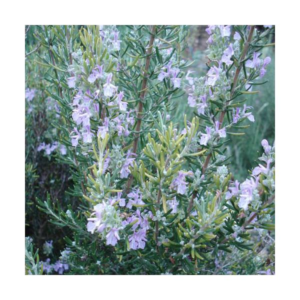 明るいピンクの花を咲かせる立性のローズマリーです。半耐寒性（―5度まで）です。枝があまり分かれず、弓なりに伸びます。ガーデニング、鉢植え、ハーブとして料理などに利用するほか、葉が小さく短いので、リース作りなど工芸にも適しています。※詳しい商...