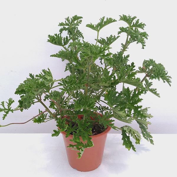 夏の蚊よけに、話題の蚊よけ植物です。夏は蚊が多くてお庭に出られない、…という方はぜひお試しください。※詳しい商品説明は下のほうに記載があります