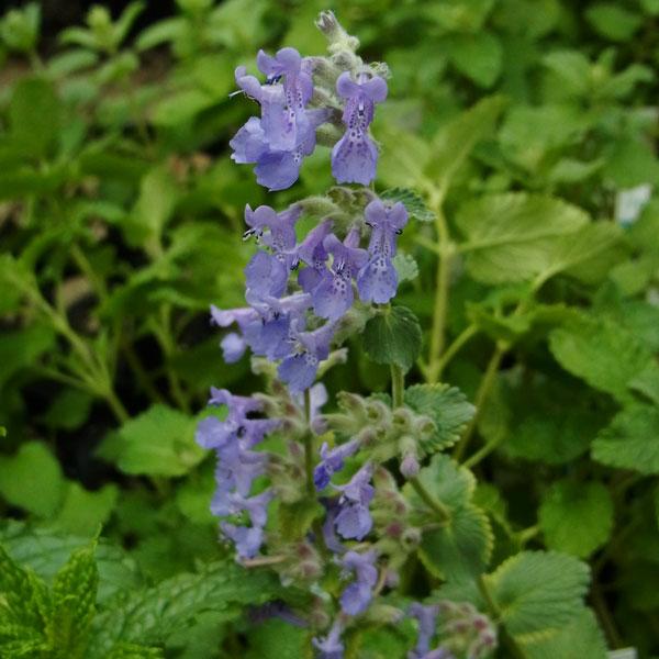 春から夏までずっと、ラベンダーブルーの花をたくさん咲かせるキャットミント。お庭が美しい色のカーペットを敷き詰めたようになります。ほふく性なので、花壇の縁取りや寄せ植えコンテナに最適で、やせた土地でもよく育ちます。葉に甘い香りがあり、花もきれ...