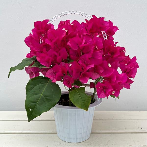 夏の花、ブーゲンビリア。あざやかで情熱的な赤花の鉢植えです。定番人気品種！※詳しい商品説明は下のほうに記載があります