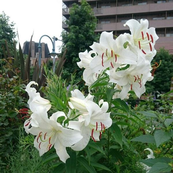 純白で華麗な花姿はまさに「白い貴婦人」。芳しい香りと優美な花姿が楽しめます。夏に開花する大輪のカサブランカ！花壇や切り花に人気です。フリルの入った豪華な花とみごとな草姿です。※詳しい商品説明は下のほうに記載があります