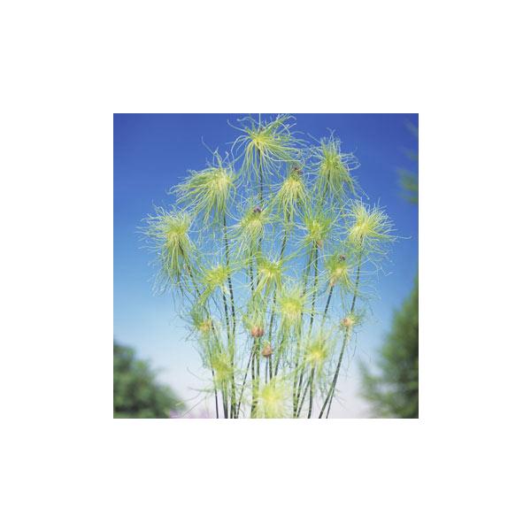 アリウムはユリ科の球根植物。品種がとても多く、バラエティに富んだ花が楽しめます。開花期が長く、茎も丈夫なので切花にしても楽しめます。※詳しい商品説明は下のほうに記載があります