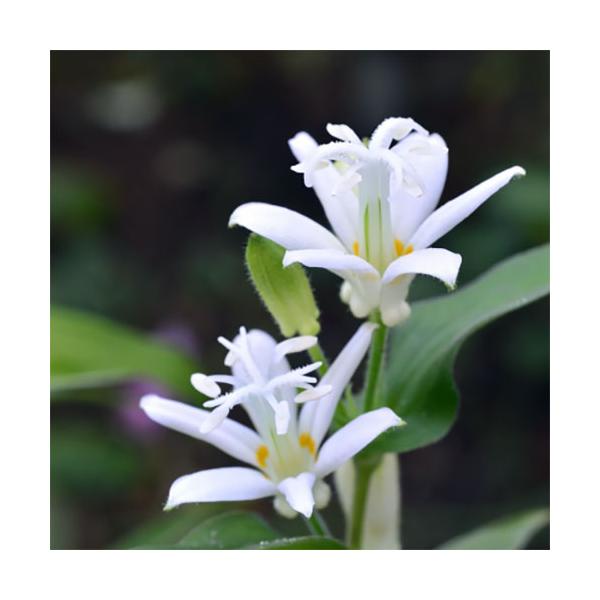 人気の山野草ホトトギスの清楚な純白花品種です。ホトトギスは山野の湿り気のある場所や林の中に自生する山野草です。花びらに多数の斑がはいるので、この斑点をホトトギスの胸毛の模様に見立ててこの名がつきました。しっとりした風情で、和風庭園の下草やシ...