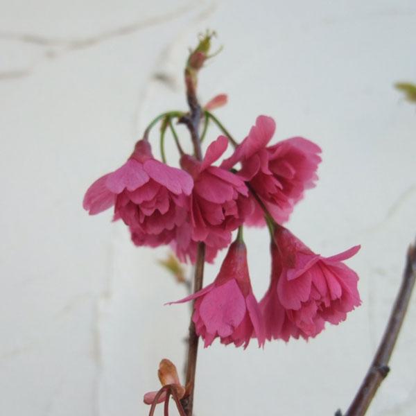 寒緋桜の八重品種です。花色は濃紅紫色です。花形はやや円筒形で、下向きに咲きます樹勢が強く、樹高はやや低めなので鉢植えにも向きます。開花期は沖縄で1月下旬から、関東で3月中旬です。※詳しい商品説明は下のほうに記載があります