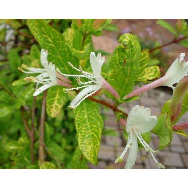 ハニーサックルはアジアに広く分布する魅力的なつる性植物。コンテナでも栽培でき、壁面やトレリスに這わせて楽しみます。イングリッシュガーデンの代表的な品種のひとつです。生育旺盛で病気も殆どありませんので栽培は容易です。葉に黄色の脈が入り、クリー...