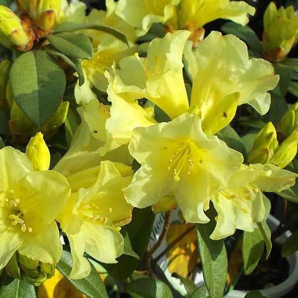 サフロンクイーンはきれいな黄色の中輪花で、黄花シャクナゲの代表的な品種です。国内の栽培に適した強健な品種です。成長すると樹形は立性となり、樹高は1m程度になります。生垣にも使用可能です。シャクナゲはツツジと同じロードデンドロン属で、日本には...