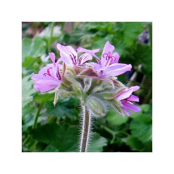 ニオイゼラニウムは香りを楽しむハーブ・センテッドゼラニウムの仲間です。南アフリカ原産の多年草で、交配により多くの品種が作り出されています。葉には良い香りがあり、愛らしい花も楽しめ、ガーデニングにおすすめです。香りは品種によりさまざま。乾燥葉...