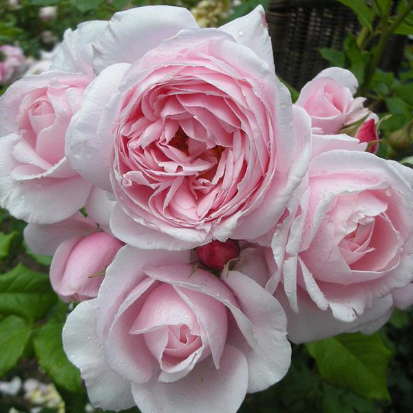 ナヘマはやさしいピンクのディープカップ咲き。愛らしさと明るさを感じる、魅力に満ちたバラです。シトロネール、ローズとフルーツの三重奏の芳香がよく感じられます。樹性は「ヘリテージ」に似ています。とてもきれいです。つる性でやや張りのある横広がりの...