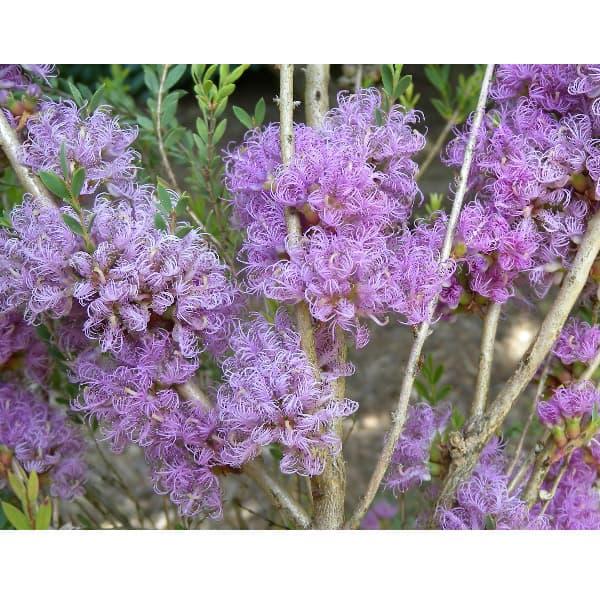 メラレウカはカリステモンとユーカリに似た植物で、主にオーストラリアに150種有ります。 繊細な葉と可愛らしい花が特徴です。タイムハニーマータルは葉が小さく、株立ち上になる常緑低木です。初夏に濃い藤色の羽毛のような花を付けます。花壇などの植え...
