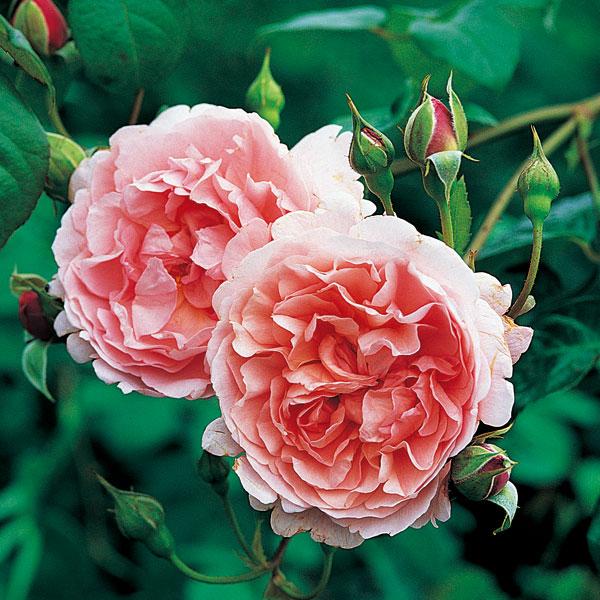 カップのように丸みのある、ロゼット咲きの素晴らしい中輪咲きです。あたたかみのある透き通るようなローズピンクは外側に行くにつれ淡いピンクへと変化し、いつ見ても花姿が美しくとても丈夫なバラです。開放感のあるシュラブになるので、クライマーとして育...