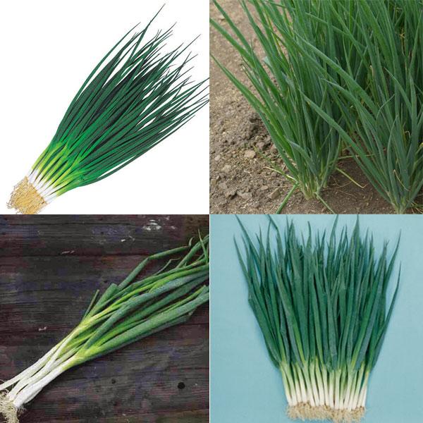 薬味にぴったりの人気の葉ネギ苗4種をミックスでお届けします。葉ネギにはカロチン、ビタミンCやカルシウムが多く含まれています。サラダや汁の実、焼肉で巻いたりしてご利用ください。清涼な香りと辛味で食欲を呼び覚まし、ネギ特有の辛味成分アリシンで、...