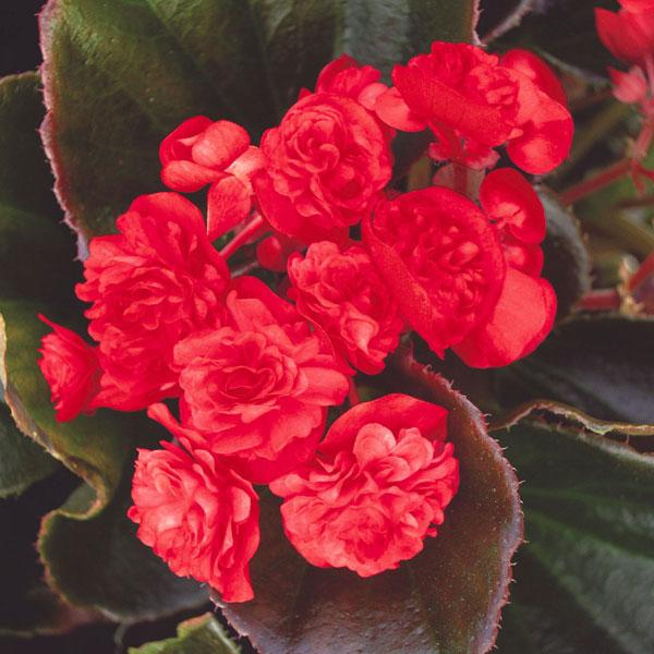 完全な八重咲きで、とても花付きのよいベゴニアダブレット。明るい花色が銅葉に映えます。花径約1.5cmのコロンとした八重の花がいっぱい咲き続けます。株はコンパクトでよく分枝し、丈夫で長期間楽しむことができます。玄関先や窓辺など花を切らせたくな...