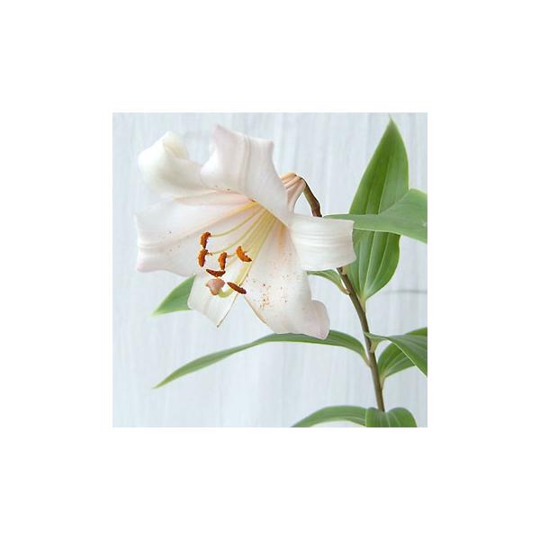 日本を代表するユリ、別名サユリとも呼ばれます。本州の中部以西、四国、九州の一部に自生します。花径は10〜14cm位、6月から7月上旬頃、ほのかに香りを放ち、横向きに濃いピンク〜淡いピンク色の花を咲かせます。葉が、笹のような形をしていることか...