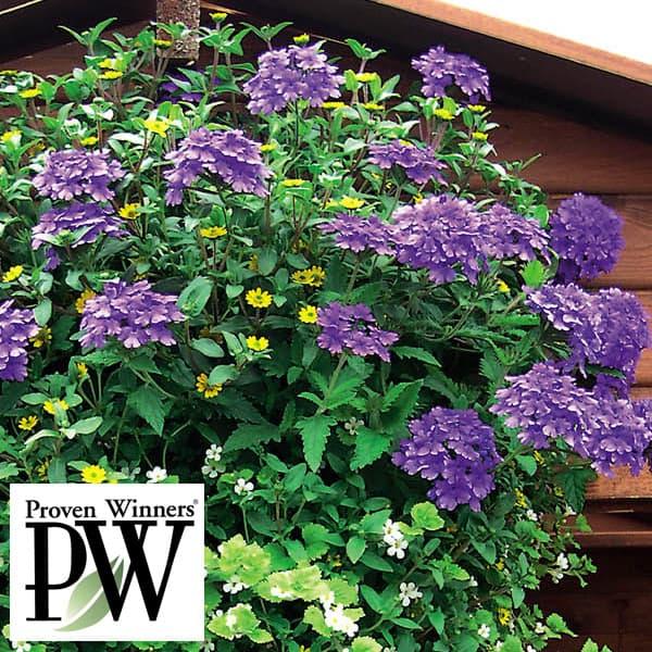 スーパーベナは花房が大きく、色鮮やかで雨や病気に強いバーベナ。これまで品種改良に利用されてこなかった耐病性のあるバーベナの原種を利用して新たに開発された強健な品種です。ややこんもりした半立ち性で、生育旺盛、栽培はとても簡単です。暑さに強く、...