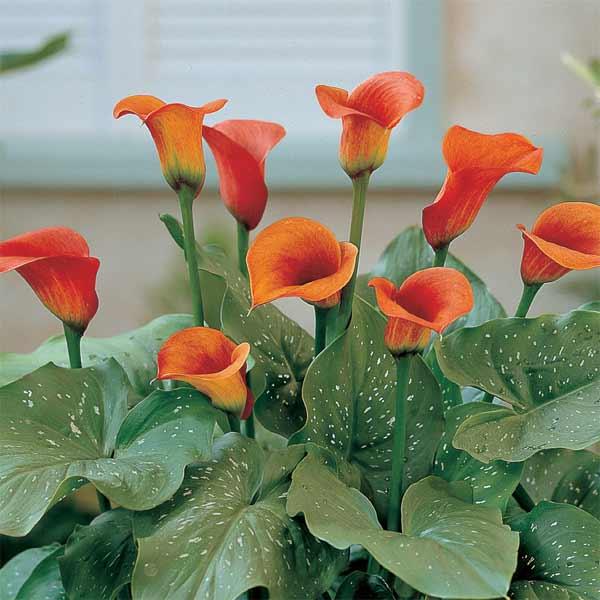 カラーバリエーションが豊富なカラーの新色です。花壇・鉢植えはもちろん、切り花にも最適です。※詳しい商品説明は下のほうに記載があります