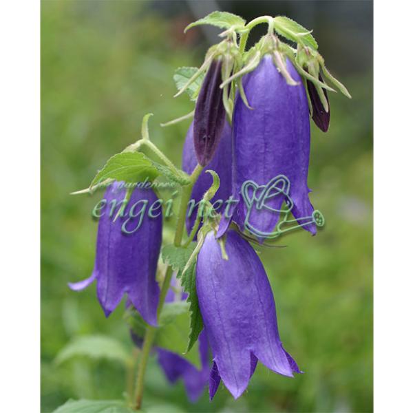 ホタルの飛び交う頃に花をつける、子供がホタルを袋状の中へ入れ光らせて遊んだことなどからホタルブクロの名前がついたと言われています。茶花や切花にもでき、丈夫でカンパニュラの中では育てやすい山野草ですのでビギナーの方にもおすすめです。コンテナや...