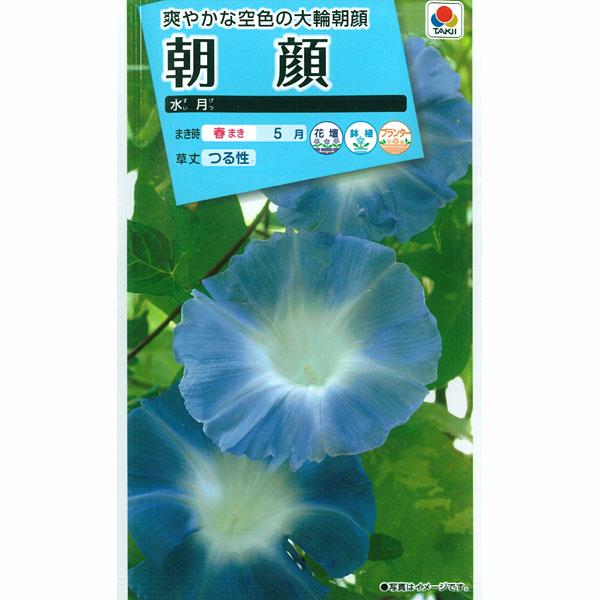 身近に親しまれる夏の花！朝顔の中で最も大輪に改良された蝉葉系の品種。本葉が10数枚になってからつるが伸び、高温でよく生育します。澄み切った青空のような空色の花が咲きます。※詳しい商品説明は下のほうに記載があります