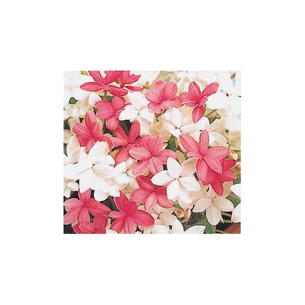 ★長期在庫のため特価・芽が伸びた状態でのお届けとなる場合があります★ ★入荷から日数が経ったためセール価格となりました。商品の状態は画像と異なる場合があります。★春植えの珍種球根の中でも人気の品種。アッツ桜の名で知られ、星型の花が次々に咲き...