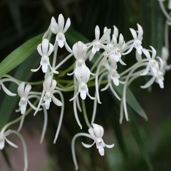 風のよく通る場所に生え、花が風にそよぐ姿より風蘭（フウラン）の名があります。7月頃に、香りの良い白色の花を咲かせます。草姿もしっかりしていて、観賞価値の高いランです。とても丈夫な野性蘭です。※詳しい商品説明は下のほうに記載があります