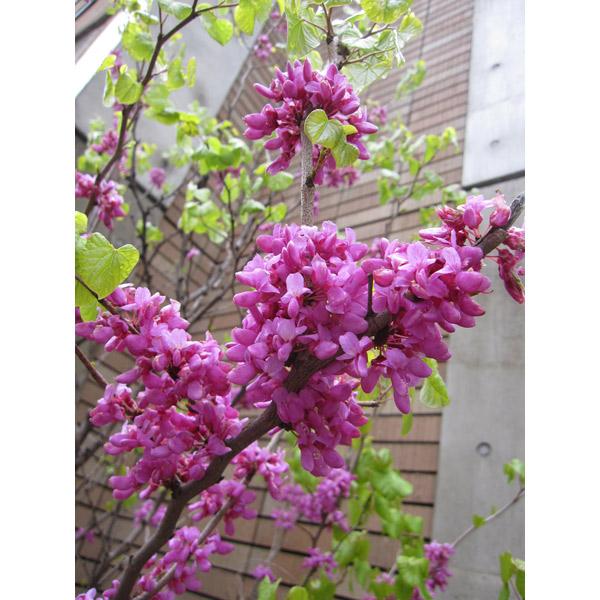 漢字では花蘇芳と書きます。4〜5月頃、葉に先立って紅紫色の花が枝を覆うようにたくさん咲きます。樹形は株立ち上で、斜め上に広がるように伸びます。開花時には春らしい華やかな明るさがあり、庭木に好まれます。葉は大型のハート型で、主幹の頂部にまとま...