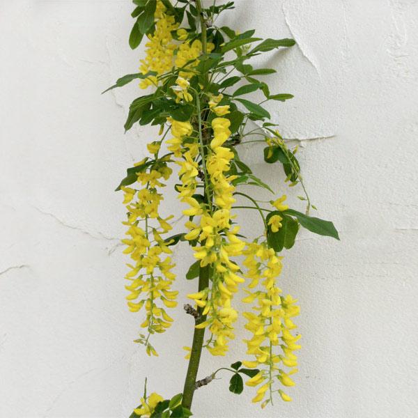 5〜6月のヨーロッパの庭園を華やかに彩るキングサリは、枝から垂れ下がる金色の花をフジのように連ねて咲かせる花木です。和洋いずれの庭園、建物にもよく合います。自立させることもできますが、トレリスやパーゴラで好みの形に誘引して楽しむ方法もありま...