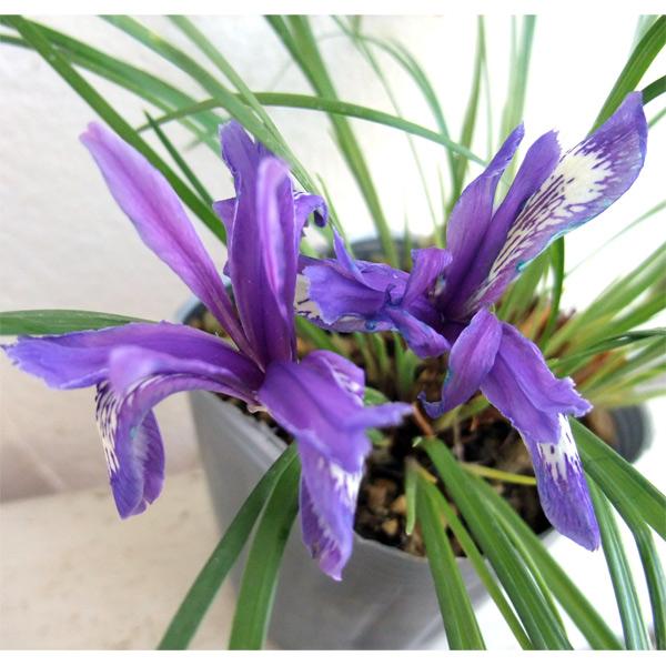 チベットコアヤメは小型のアヤメの仲間。ごくわい性で芝状の革質葉となります。花は濃青紫に白文目が入ります。小型でコンパクトにまとまりますので鉢植えやロックガーデンで楽しめます。※詳しい商品説明は下のほうに記載があります