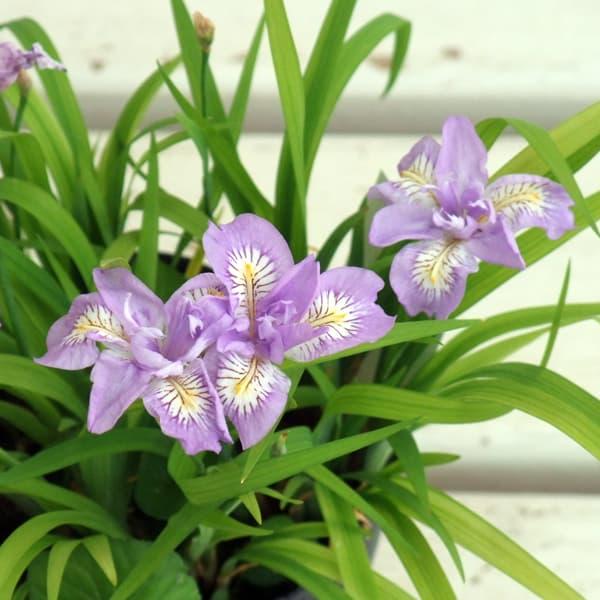 ★入荷から日数が経ったためセール価格となりました。商品の状態は画像と異なる場合があります。★姫シャガは草丈が20〜30cmとごく小型のシャガの仲間で、春にかわいい花を咲かせます。開花期は一般的なシャガよりも早く、4〜5月です。この品種は姫シ...