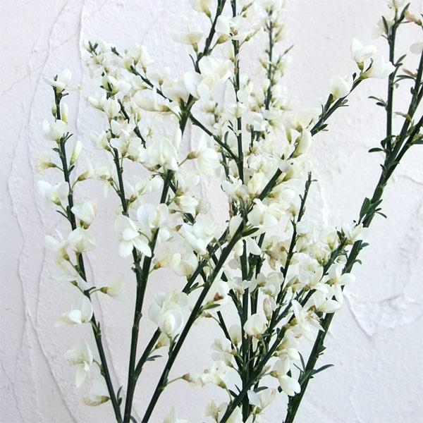 春に蝶のような小花を細い枝にいっぱい咲かせる落葉低木です。生育旺盛で2年も経てば大株になります。日当たりよく、暖かく、乾燥気味の場所を好みます。庭木、生垣としてご利用ください。しろばなはエニシダには珍しい白花品種です。※詳しい商品説明は下の...