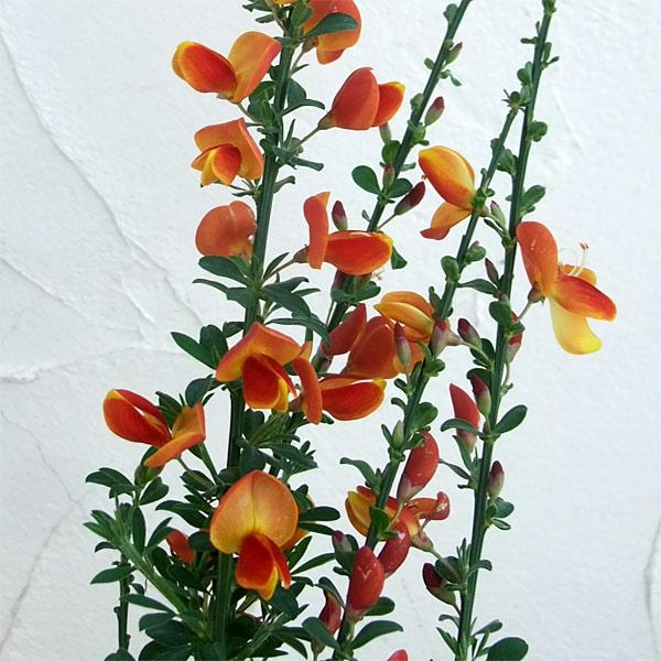 5月から6月にかけて、蝶のような小花を細い枝にいっぱい咲かせる落葉低木です。生育旺盛で2年も経てば大株になります。日当たりよく、暖かく、乾燥気味の場所を好みます。庭木、生垣としてご利用ください。※詳しい商品説明は下のほうに記載があります