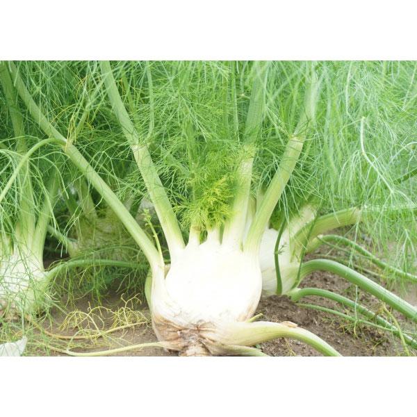 フェンネルは和名をウイキョウといいます。株元、茎、葉、種、すべてを利用できるハーブです。特に魚料理のくさみ消しとして大活躍。繊細な葉を茎ごとつみとってオリーブオイルや、ビネガーに浸けて香りづけしたものはそのままサラダやお料理にかけたり、ドレ...