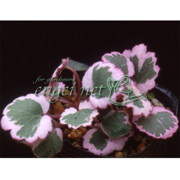 野趣のある姿が日本庭園や鉢植えに好まれるユキノシタ。日陰に強く、和風庭園の代表的な下草です。初夏に白い花を咲かせ、可憐で風情があります。※詳しい商品説明は下のほうに記載があります