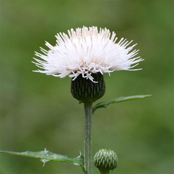 山野に自生する野薊。これは珍しい白花品種です。庭植え、茶席の花や切花として非常に人気の高い品種です。丸く愛らしい花が印象的です。暑さにも寒さにも負けず、日当たりのよいところなら土を選ばず育ちます。※詳しい商品説明は下のほうに記載があります