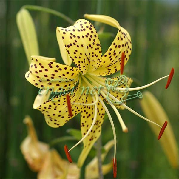 オニユリ（鬼百合）の変種で、花は黄色の花弁に暗褐色の斑点がつきます。とても丈夫で一枝から何輪もの花をつけます。茎の長さを生かし、宿根草と組み合わせれば、豪華な寄せ植えとなります。写真は開花・成長時のイメージですが、お届けの際は苗の状態です。...