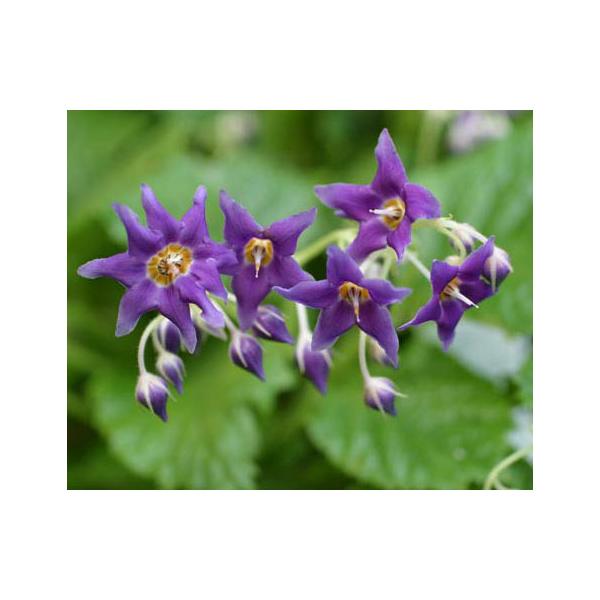 日陰の湿った岩場に生える多年草。葉がタバコににていることからこの名前があります。日本、台湾、中国に分布し、初夏から夏にかけて花を咲かせます。よく目立つ濃色花を付ける岩タバコの人気種です。水昇岩などに夢想を使用して石付けにすると良いです。※詳...