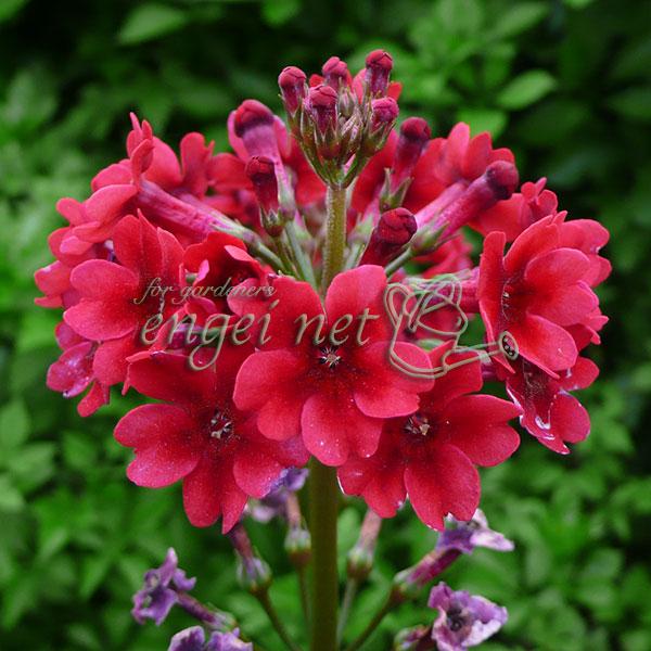 ★開花終了株です★ラッパ状の赤い花を段々に咲かせる品種です。北海道から九州にかけての山麓付近の湿地帯に自生するサクラソウ科の植物で、他のプリムラにはない繊細な面持ちで、群生させると非常に見ごたえがあります。湿地や半日陰などの花を植えにくい所...