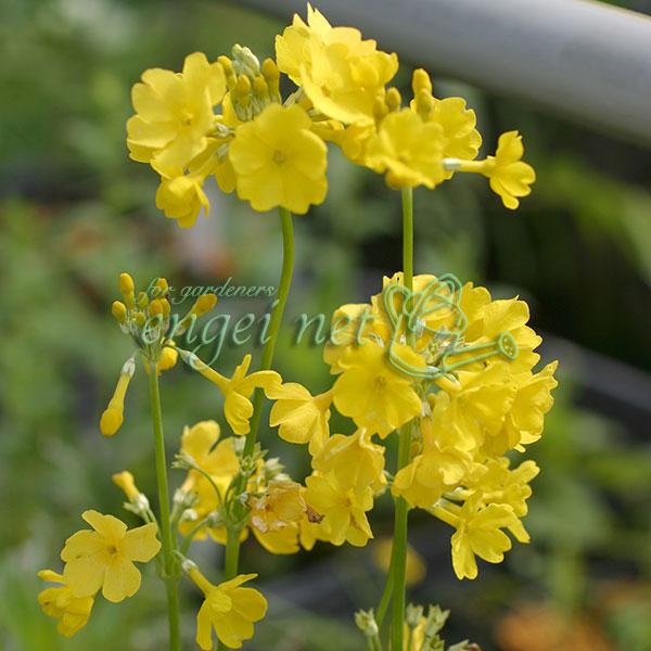 北海道から九州にかけての山麓付近の湿地帯に自生するサクラソウ科の植物で、他のプリムラにはない繊細な面持ちで、群生させると非常に見ごたえがあります。成長と共に花径を高く伸ばして8〜9段に花の輪ができる姿が、寺院の塔の九輪を思わせるところから「...