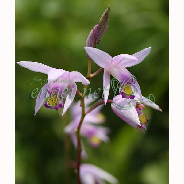 シラン（紫蘭）は、日本原産のランの仲間です。桃林はきれいなピンク色の花で、草丈が高く花付きがよい品種。切花にもおすすめです。寒さ暑さに比較的強くて育てやすく、上品で美しい多年草で、鉢植えや和風花壇の縁取りなどに人気です。※詳しい商品説明は下...