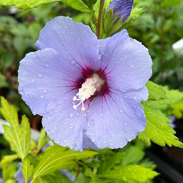 ムクゲは夏を彩る代表的な花木で、ハイビスカスの仲間です。初夏から長期にわたり、夏空に向かって鮮やかに開花します。ブルーサーティンはアメリカで育種された品種でムクゲの中では最も青に近い花色といわれる一重咲き品種です。他の品種に比べて生育は緩や...