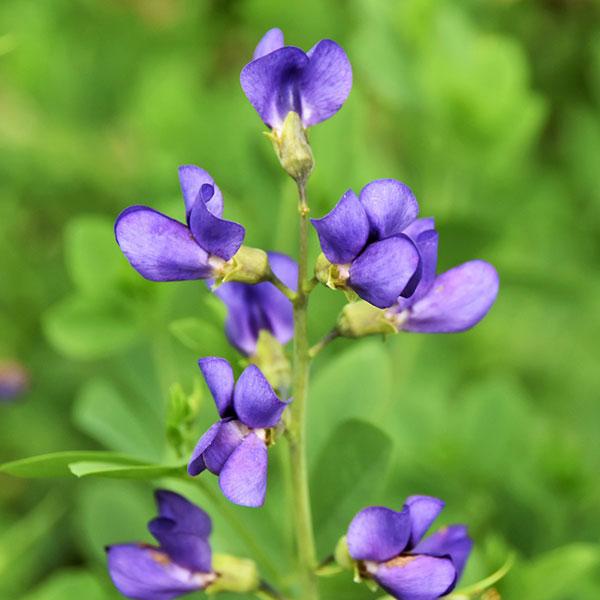 バプティシアは北アメリカに自生する宿根草で、センダイハギに似ていることから和名はムラサキセンダイハギと呼ばれています。株立ちがよくてルピナスのような長い花穂がそろい、深いインディゴブルーの花色がたいへん美しいので、花壇の中央に植えると引き立...
