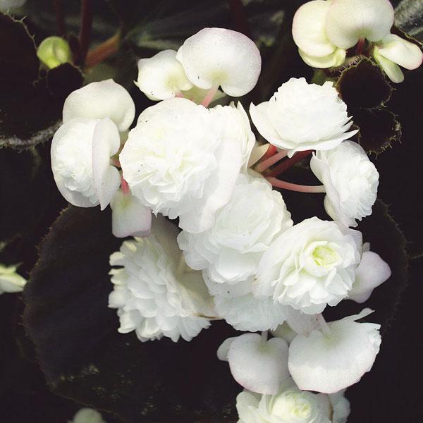完全な八重咲きで、とても花付きのよいベゴニアダブレット。明るい花色が銅葉に映えます。花径約1.5cmのコロンとした八重の花がいっぱい咲き続けます。新しい葉は緑葉ですが、銅葉になります。株はコンパクトでよく分枝し、丈夫で長期間楽しむことができ...