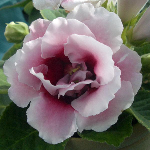 大きく色鮮やかな花を咲かせるグロキシニア。室内の明るい場所で鉢花として楽しめる植物です。セントポーリアを大きくしたような葉をもち、ビロードのような光沢のある花が印象的です。熱帯雨林の岩上や崖など水はけのよい場所に生育するイワタバコ科の球根植...