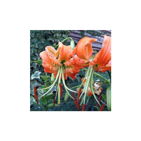 ★長期在庫のため特価です★★入荷から日数が経ったためセール価格となりました。商品の状態は画像と異なる場合があります。★世界中で百合の原種がもっとも多いのは日本。鹿の子百合は、現在のオリエンタルハイブリッドリリーの交配親としても知られています...