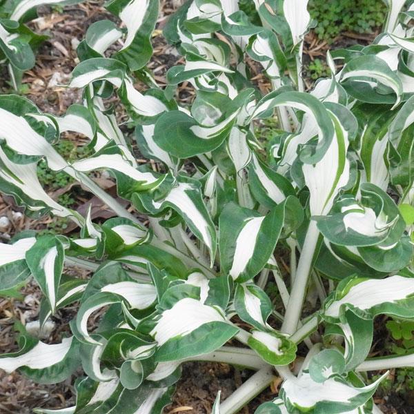 シルバーストリークは小葉の白中斑入り品種。ほっそりとした葉にウェーブがかかり、繊細なイメージです。山野草として小鉢作りも似合います。小型の庭の下草として、あるいは鉢植えでお楽しみください。ギボウシ多彩な葉色、葉形、質感、斑の入り方、花の美し...