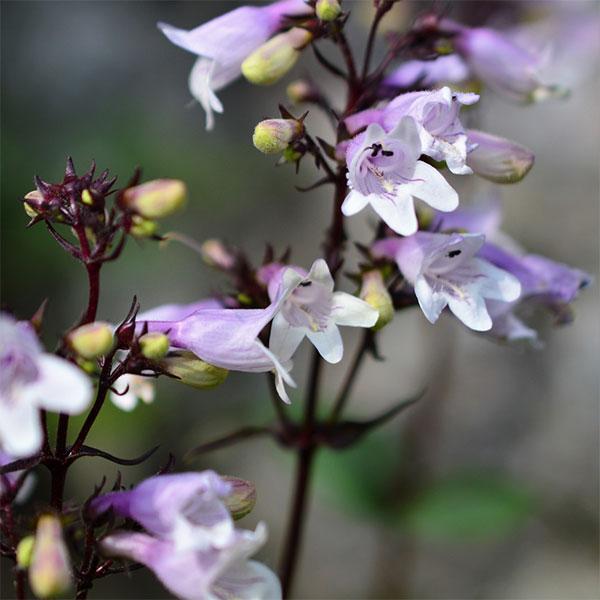 ハスカーレッドは青銅色の葉にほのかにピンクがかる白の花を咲かせるペンステモン。大人っぽい色合いです。コンパクトな草姿に鮮やかな花色が魅力です。草丈は高めです。花壇やコンテナに美しい色合いが映えます。ペンステモンは筒状の花が穂のように咲く美し...