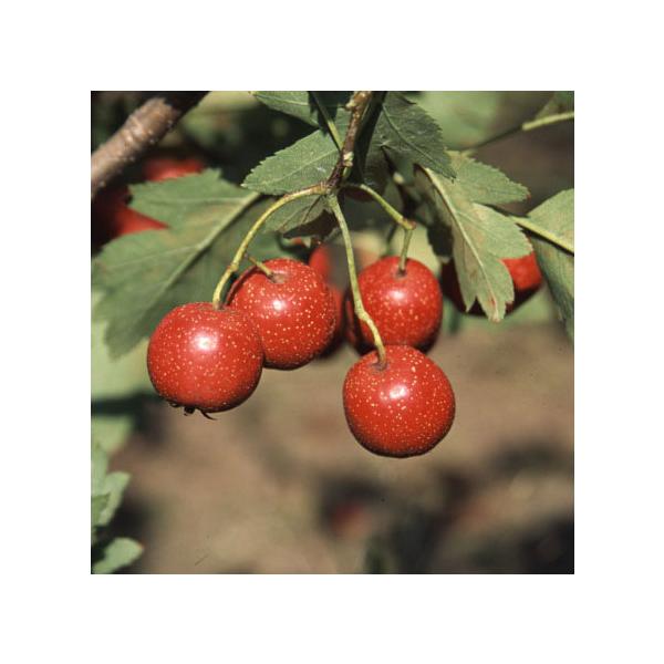 健康果樹として話題のサンザシは中国原産のバラ科の落葉低木。西安（セイアン）は果重8〜10gと500円玉大の大実品種で酸味もなく、生食してもおいしい品種です。自家結実性です。実は一般のサンザシのように乾燥させて薬用にも利用されます。魚を煮ると...